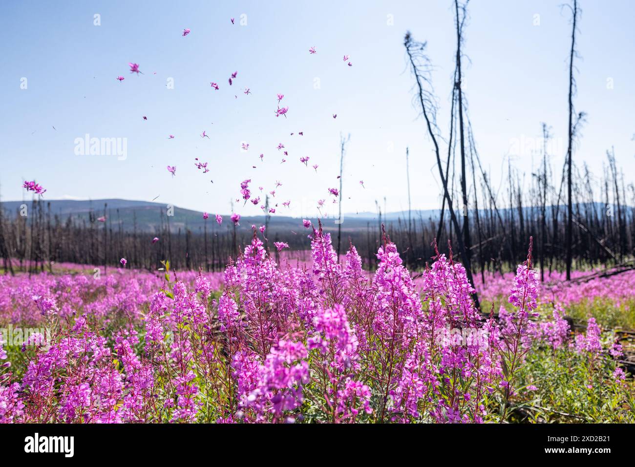 Stunning display of Fireweed flowers in full bloom during summer time ...