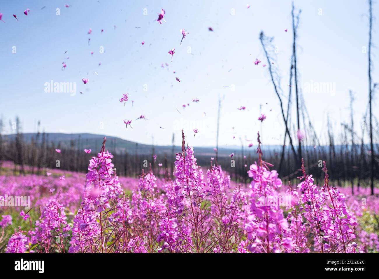 Stunning display of Fireweed flowers in full bloom during summer time ...