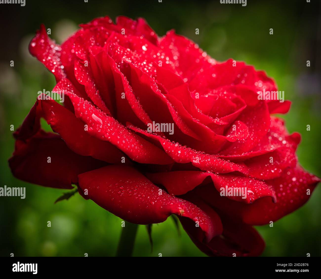 Beautiful red rose -rosa- bloom with dew drops Colorado, USA Stock ...