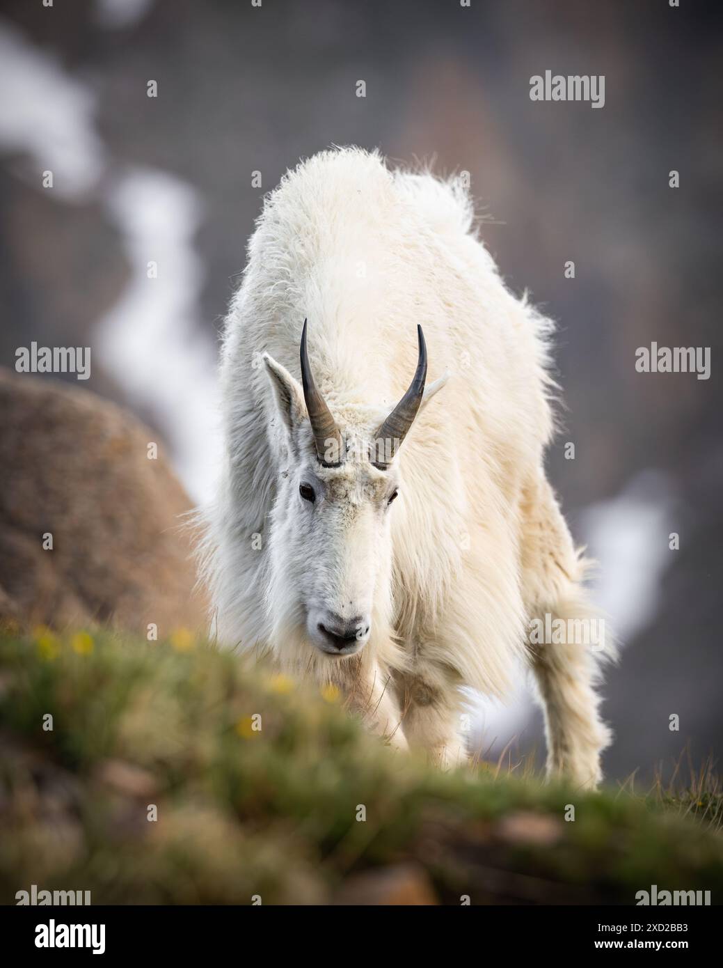 Mountain goat billy - oreamnos americanus - walking along mountain side ...