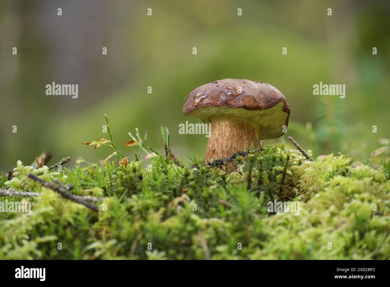 Close up of a Boletus pinophilus mushroom also known as the pine bolete ...