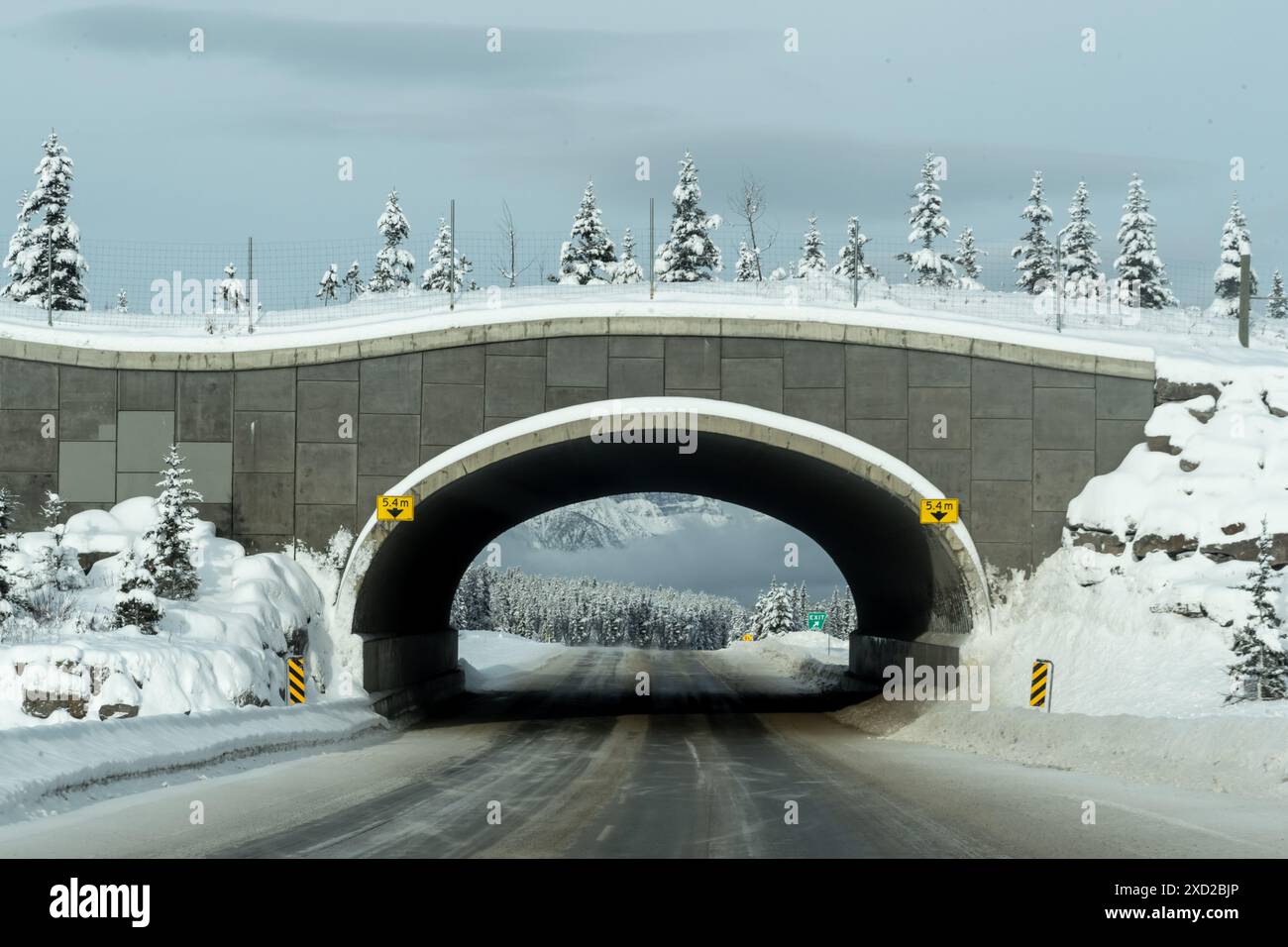 Driving through Alberta during winter, under a wildlife crossing bridge ...