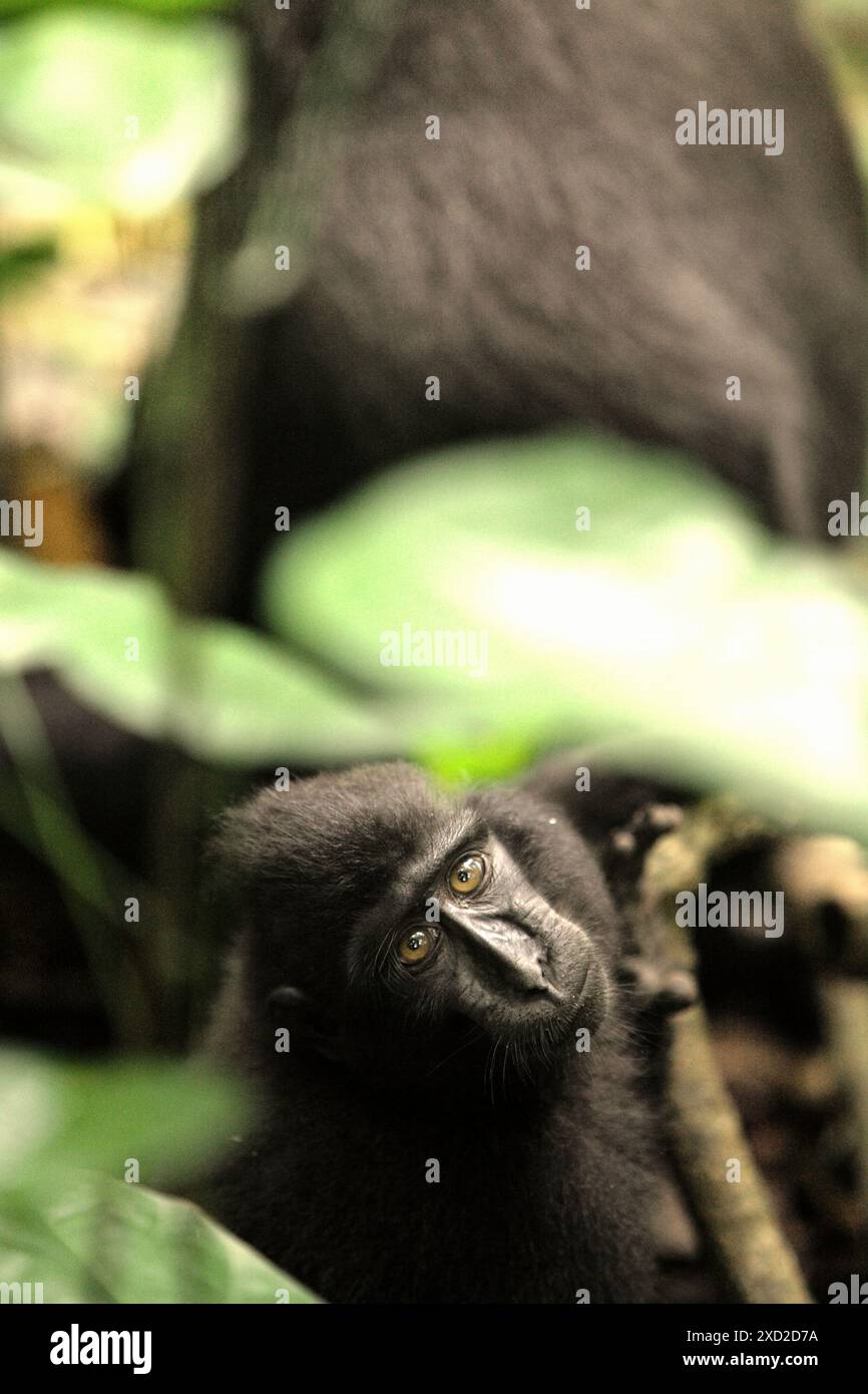 A juvenile of Sulawesi black-crested macaque (Macaca nigra) stares at ...