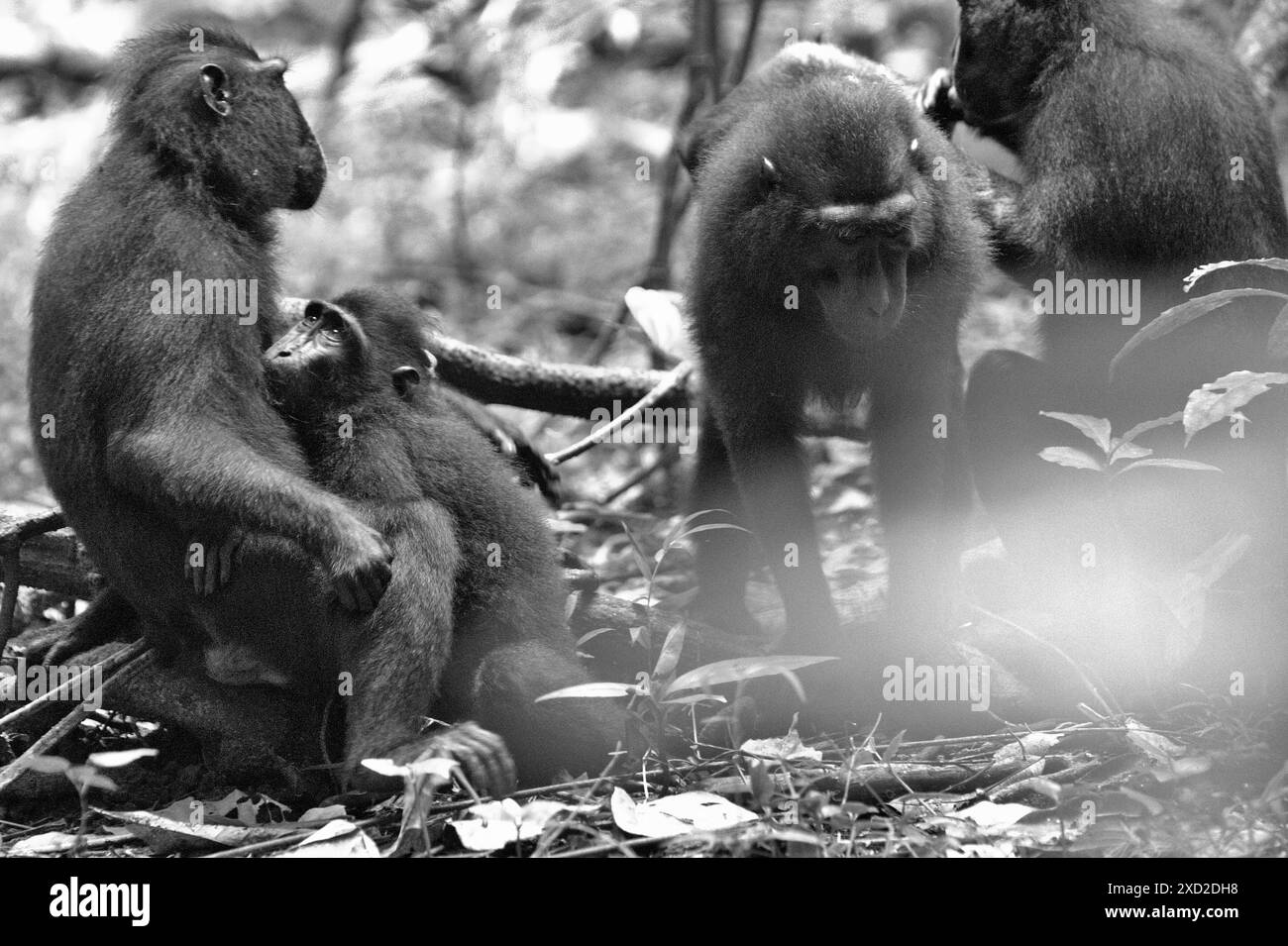 A group of Sulawesi black-crested macaque (Macaca nigra) in Tangkoko ...