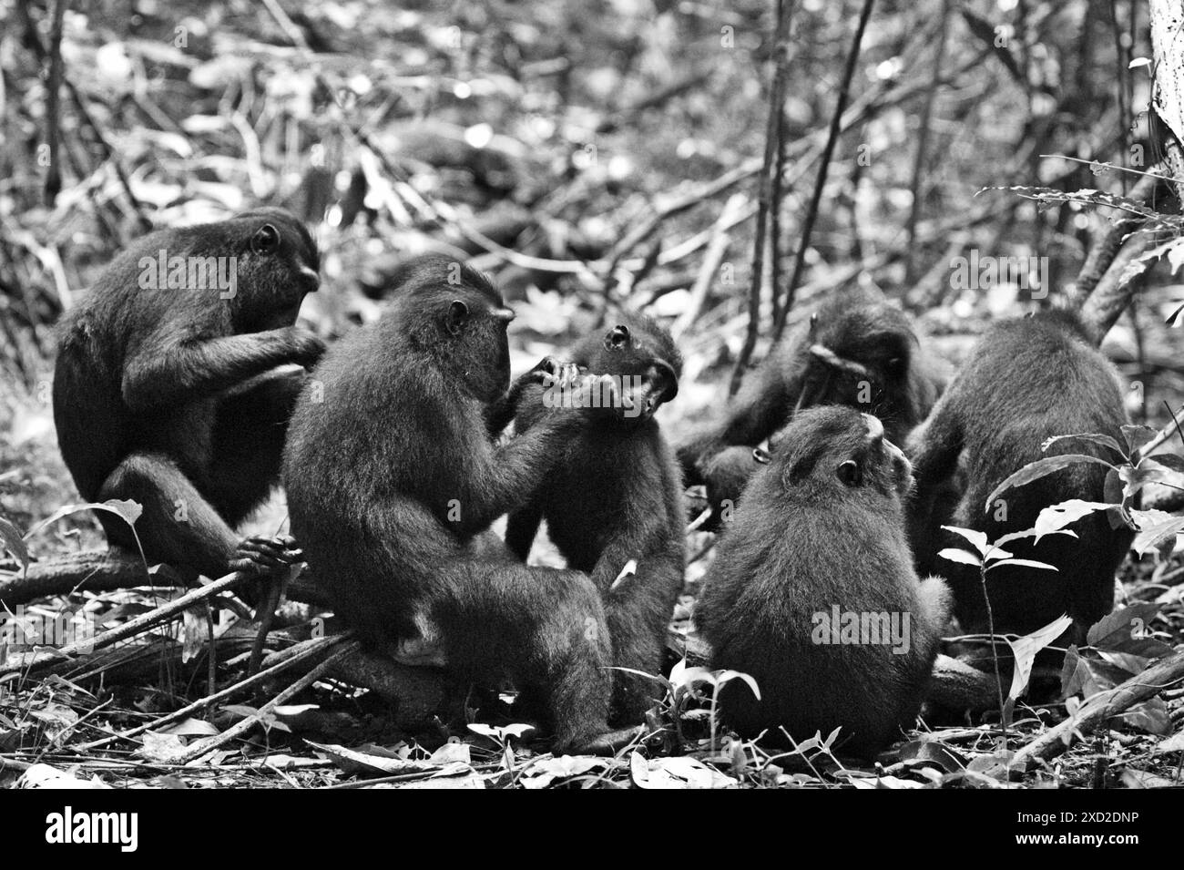 A group of Sulawesi black-crested macaque (Macaca nigra) is having ...
