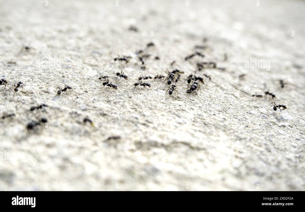 Detail of a group of ants on the street Stock Photo - Alamy