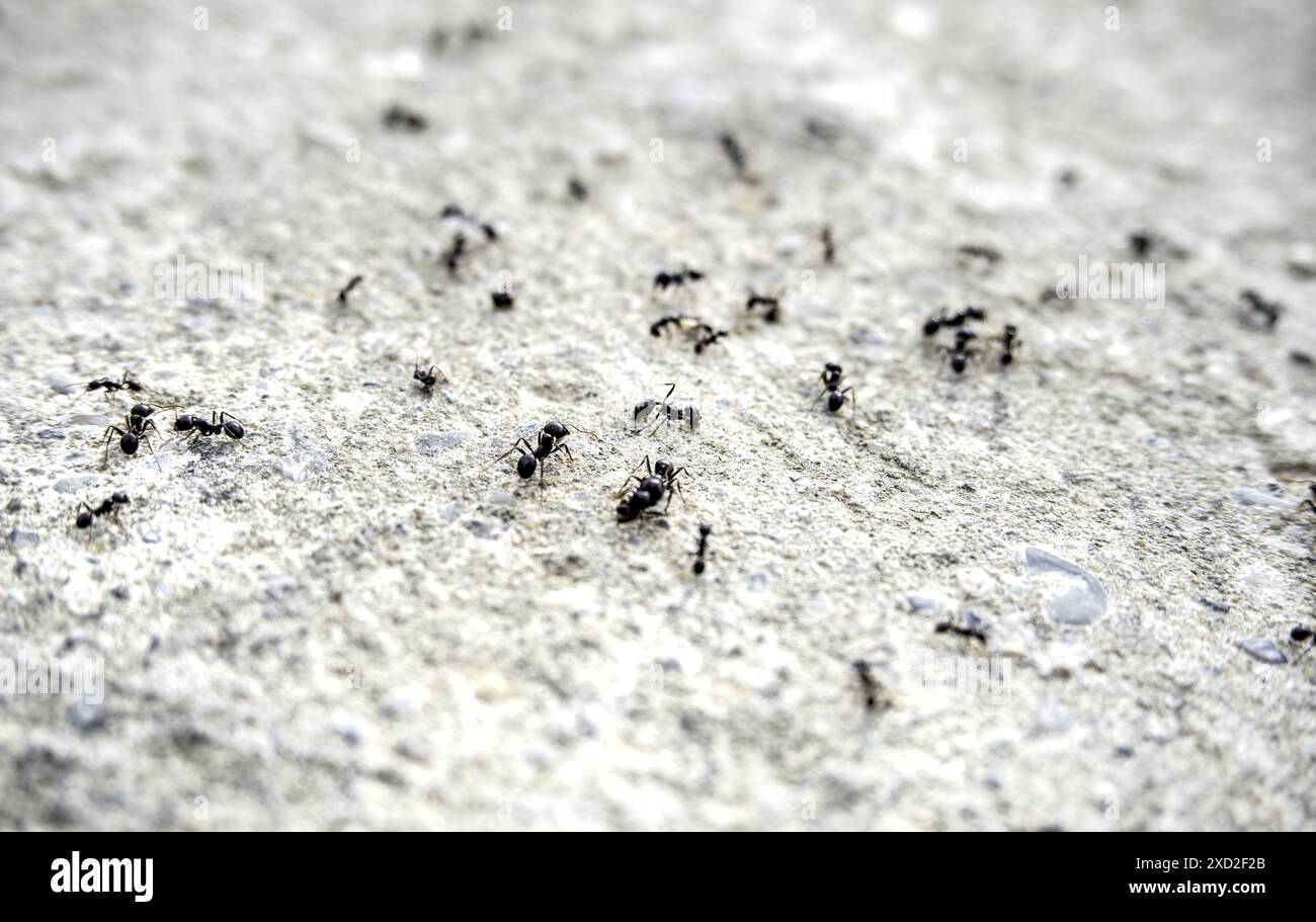 Detail of a group of ants on the street Stock Photo - Alamy