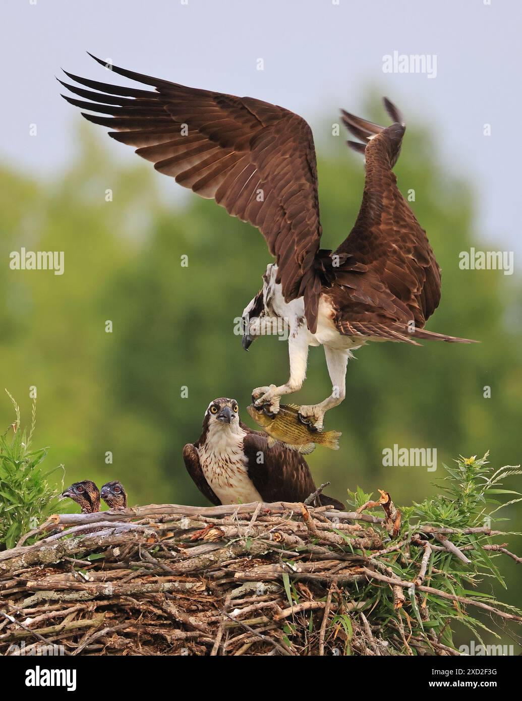Osprey family into the nest, the male is landing with a fish, Canada ...