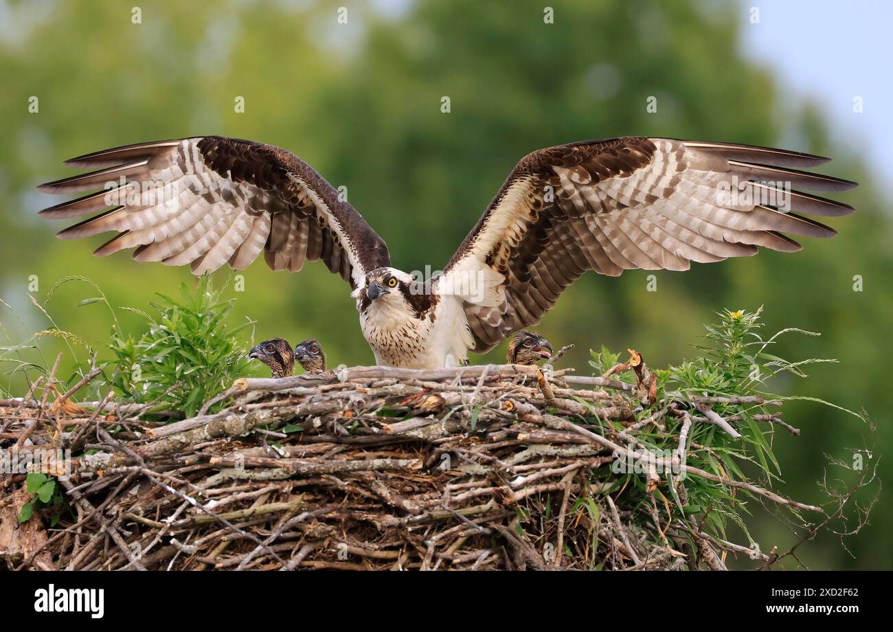Osprey family into the nest, the mom and chicks, Canada Stock Photo - Alamy
