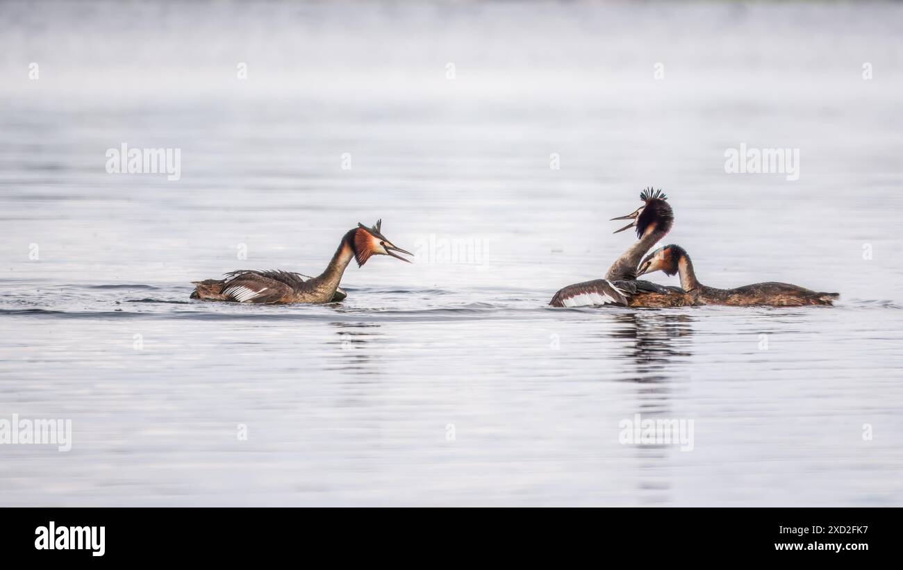 Two male grebes fighting in water. Fight of two adult great crested ...