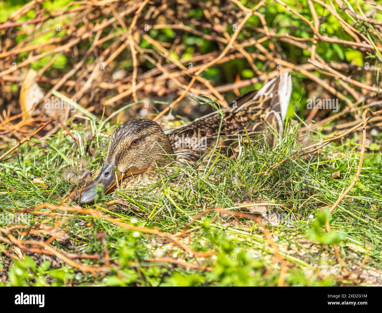 Hatching duck hi-res stock photography and images - Alamy