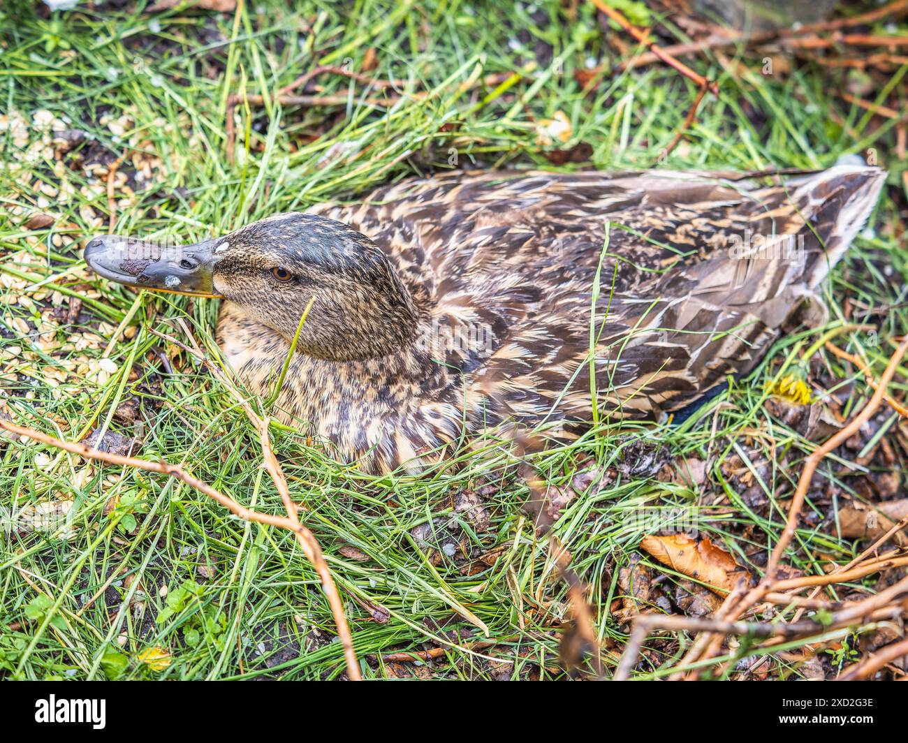 Duck hatching ducklings. Wild ducks in nest Stock Photo - Alamy
