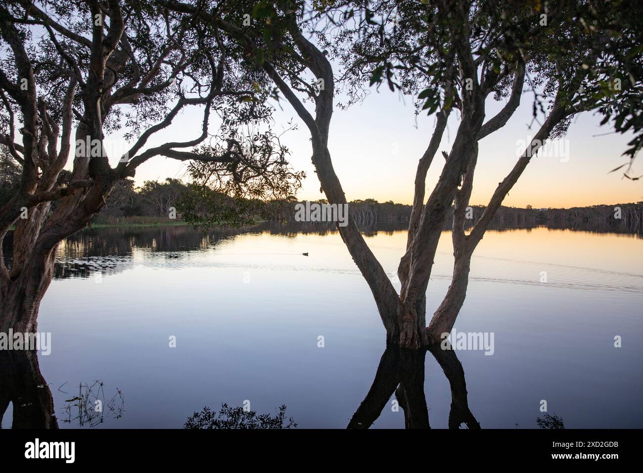 Melaleuca tree hi-res stock photography and images - Alamy
