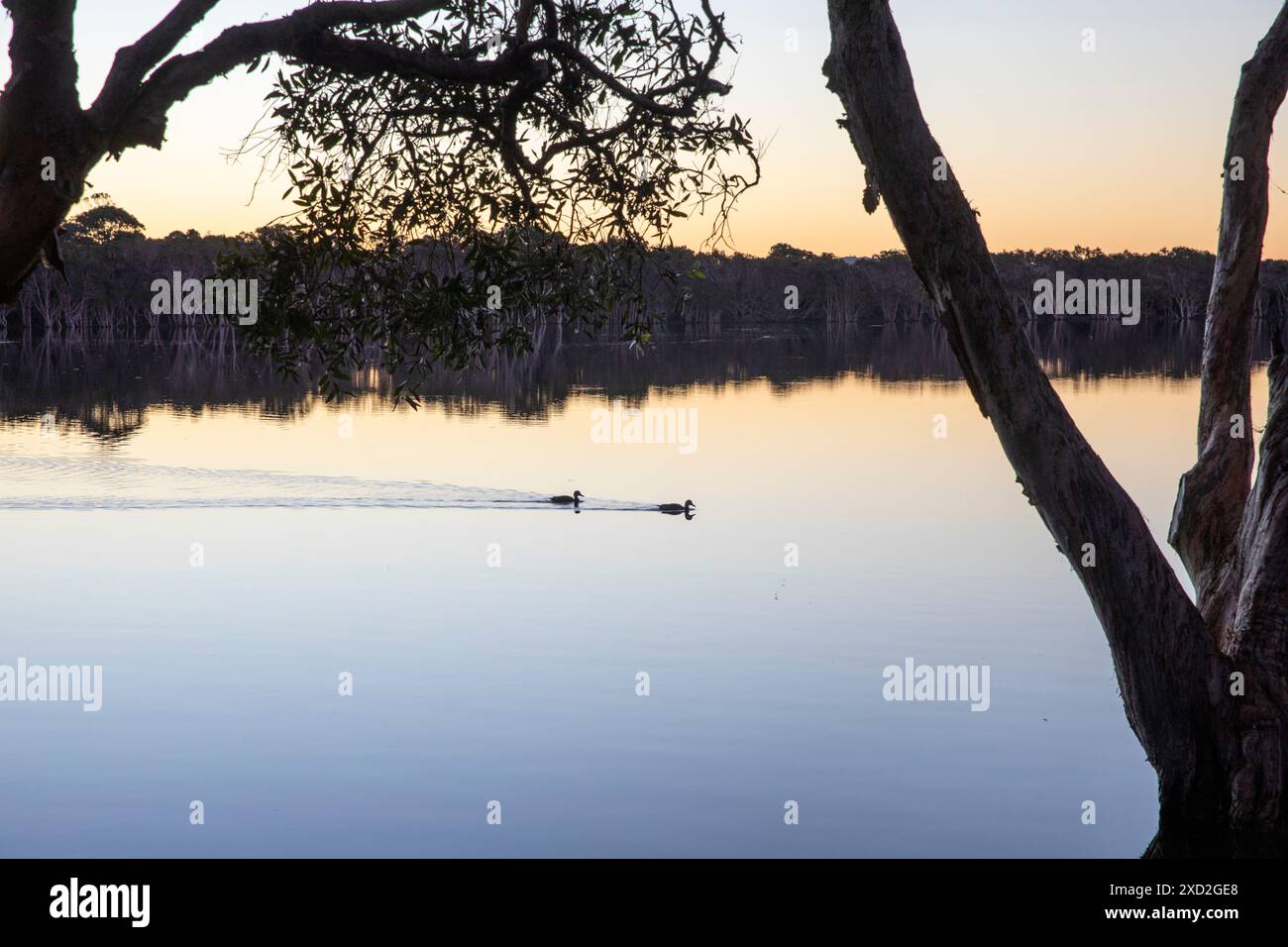 Lake Ainsworth,Lennox Head in New South Wales, tea tree stained ...
