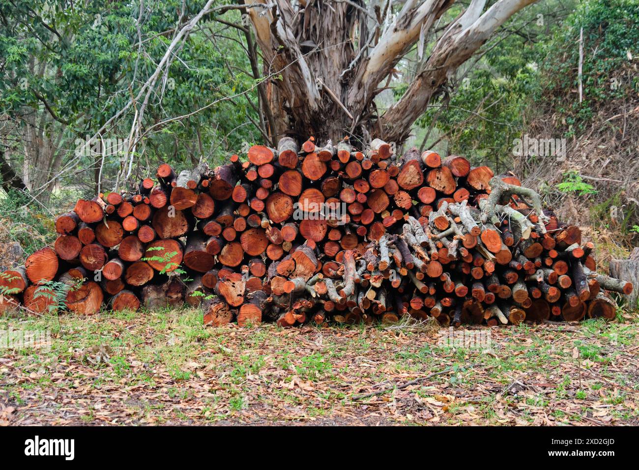 A stack of chopped redgum logs for use as firewood in cold weather ...