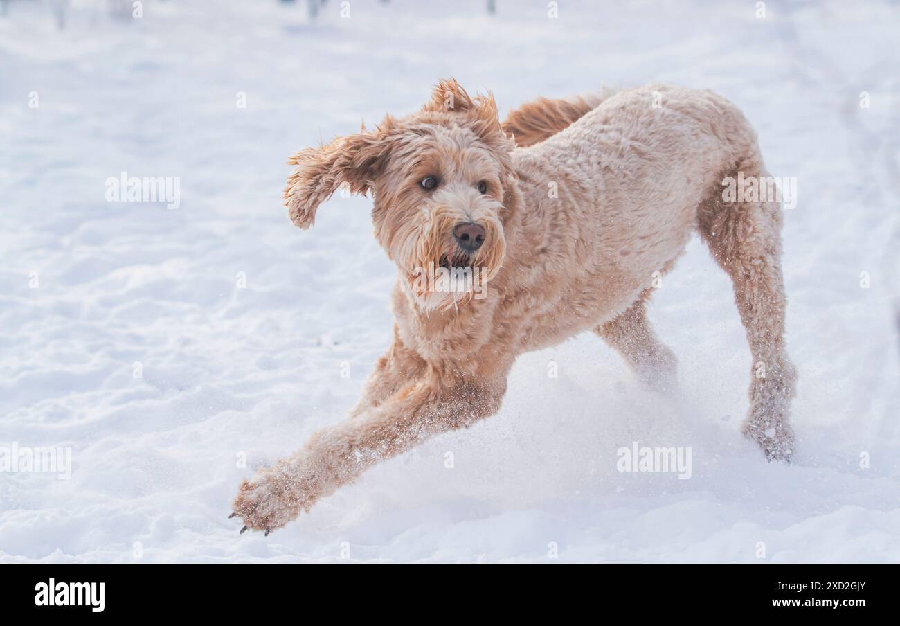 Goldendoodle field hi-res stock photography and images - Alamy