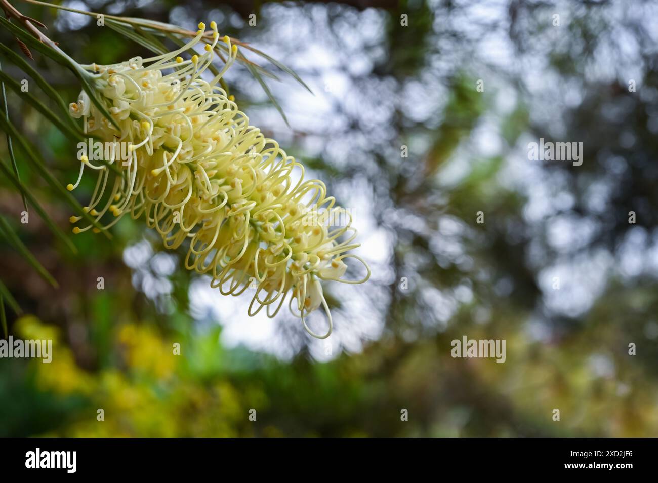 White Grevillea banksii or Silky oak flowers on its tree with leaves on ...