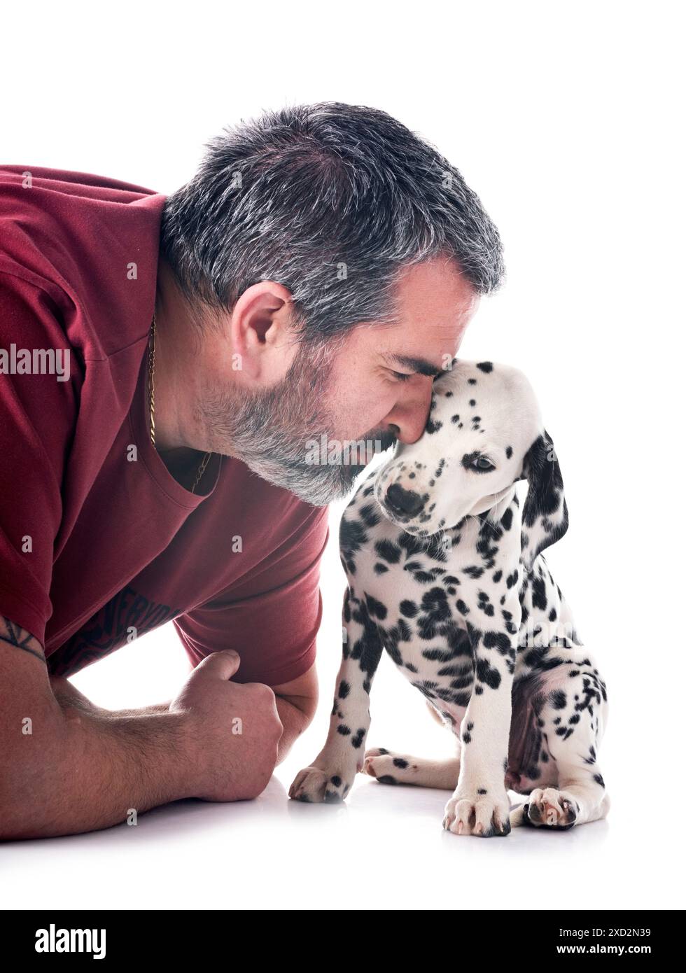 puppy dalmatian and man in front of white background Stock Photo - Alamy