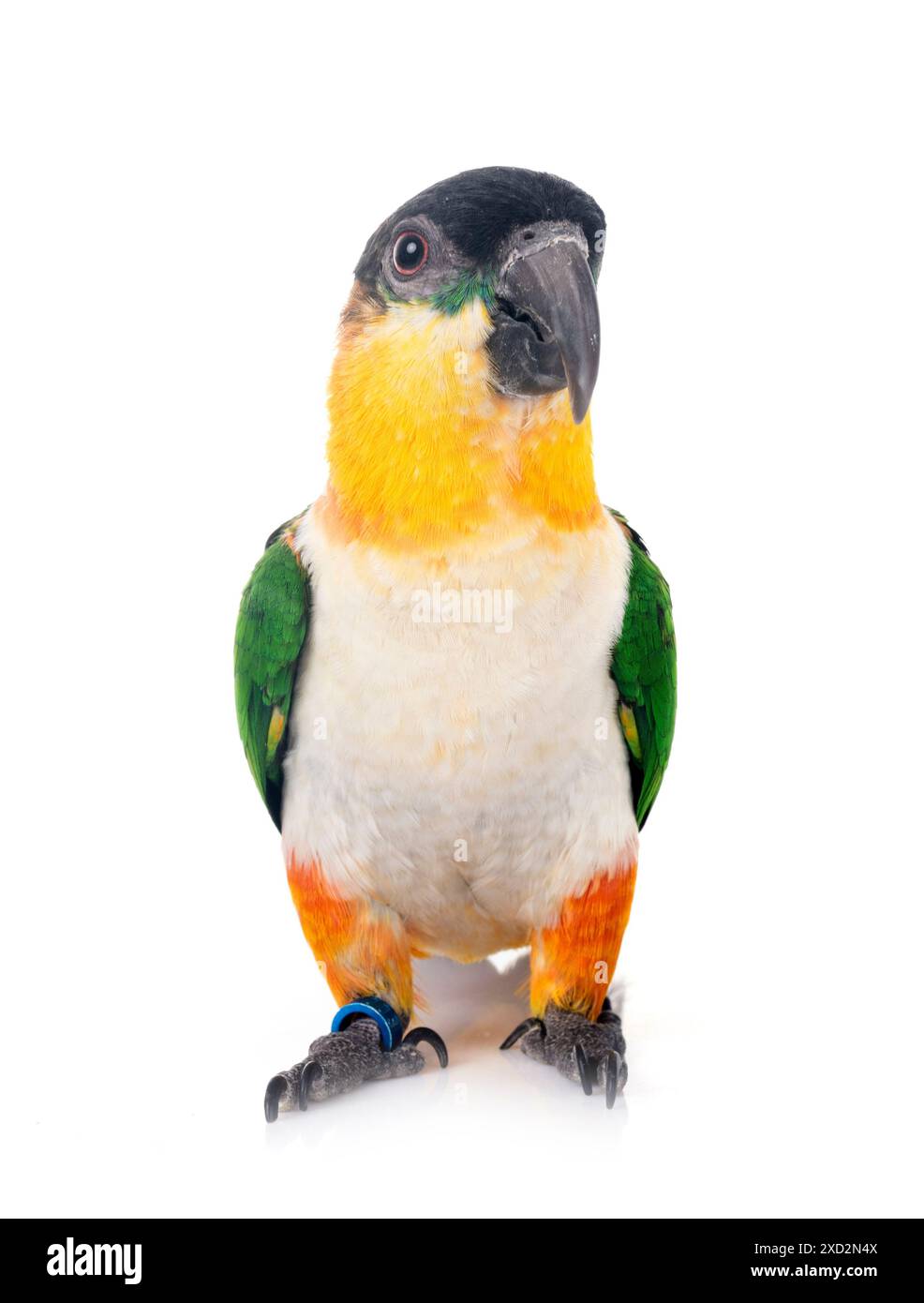 Black-headed parrot in front of white background Stock Photo - Alamy