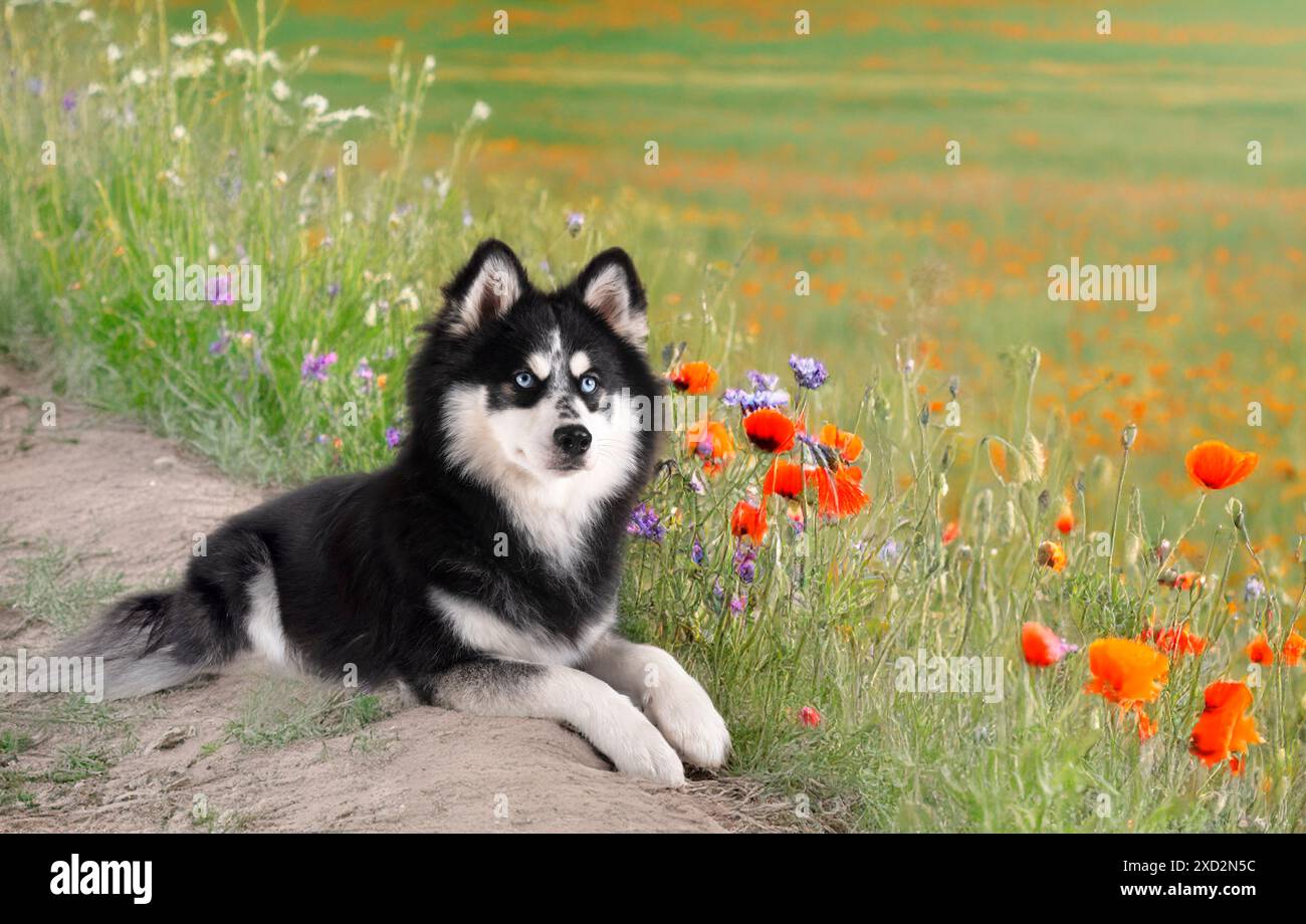 picture of a pomsky in front of nature background Stock Photo - Alamy