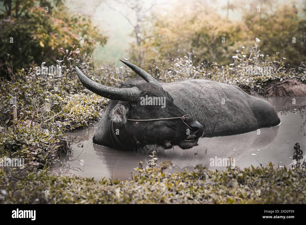 Asiatic water buffalo resting in cool water. Black water buffalo lying ...