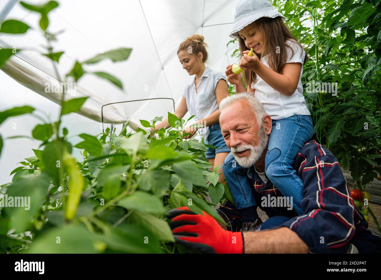 Happy family, generations working together organic farm in greenhouse ...