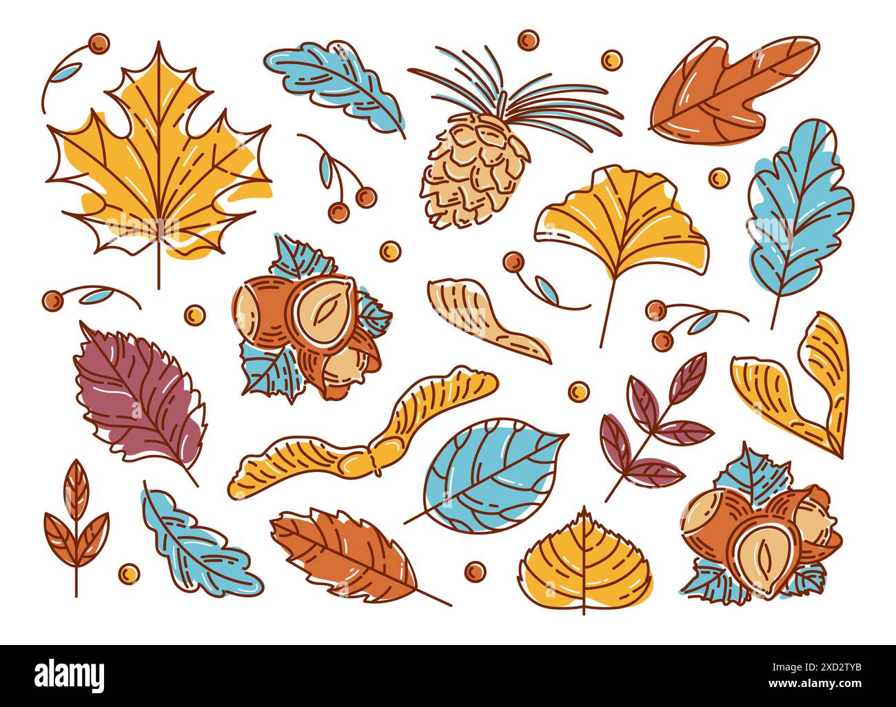 Acorns set autumn botanical Cut Out Stock Images & Pictures - Alamy