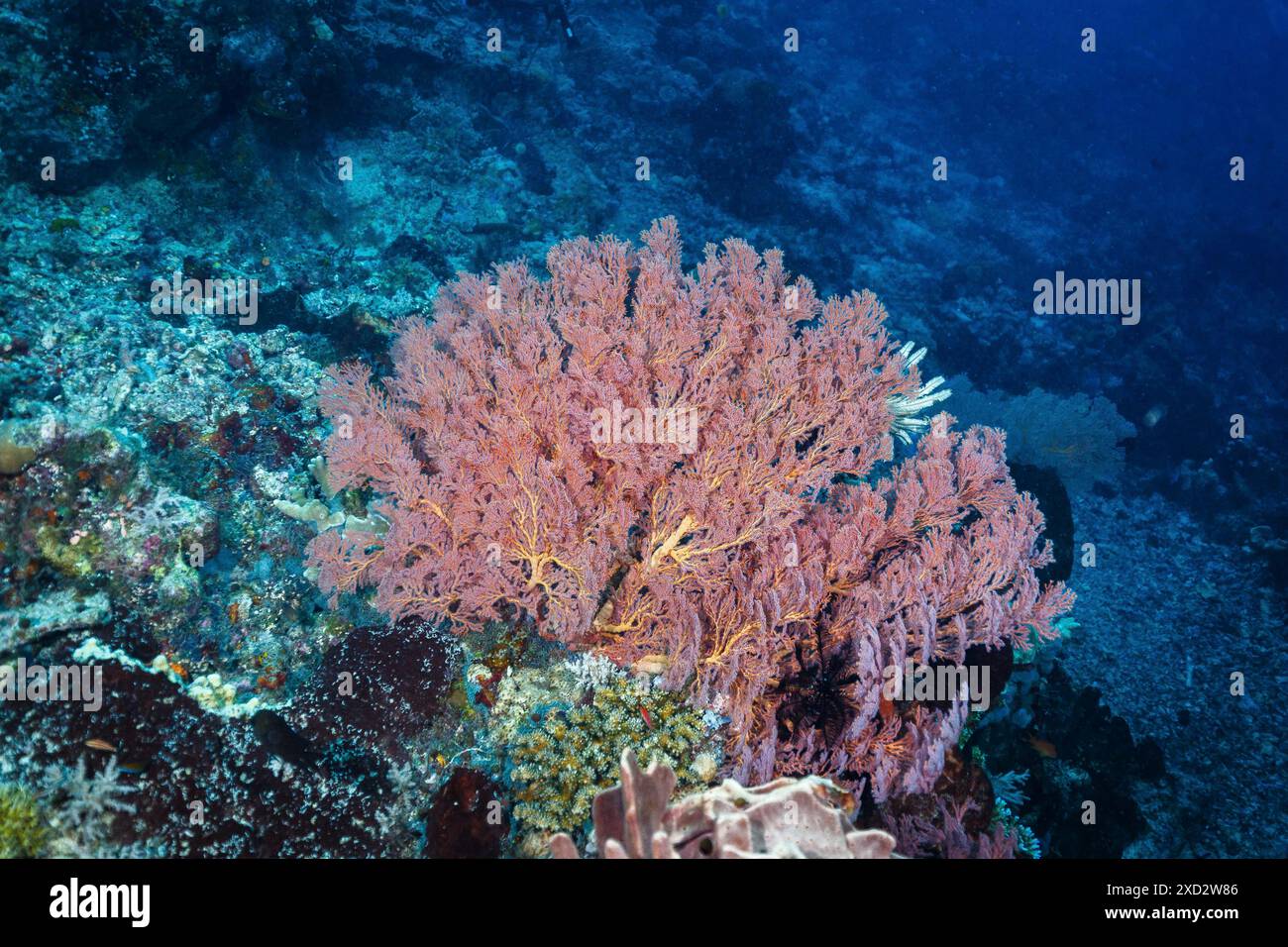 A vibrant underwater scene featuring a large pink coral in a colorful ...