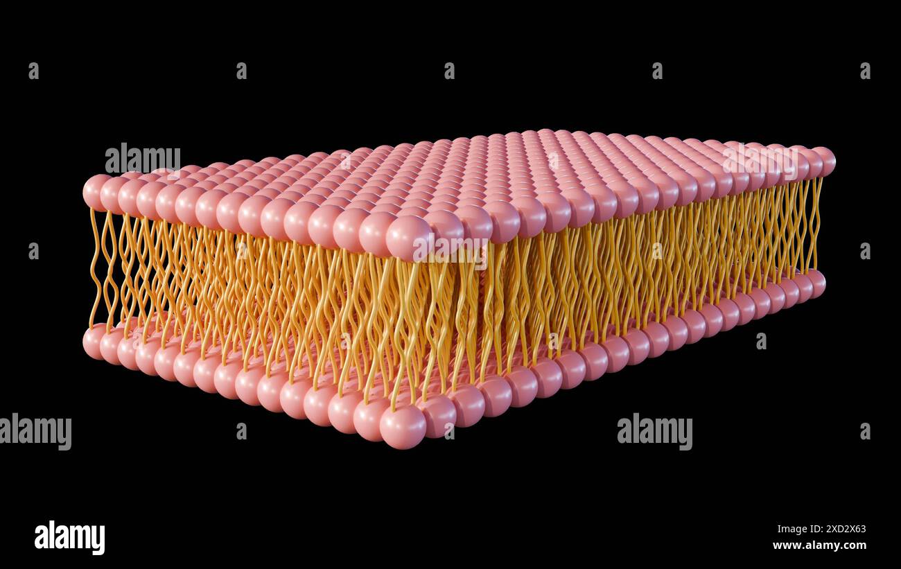 3d rendering of lipid monolayer is a type of cell membrane in which the ... 3d rendering of lipid monolayer is a type of cell membrane in which the ...