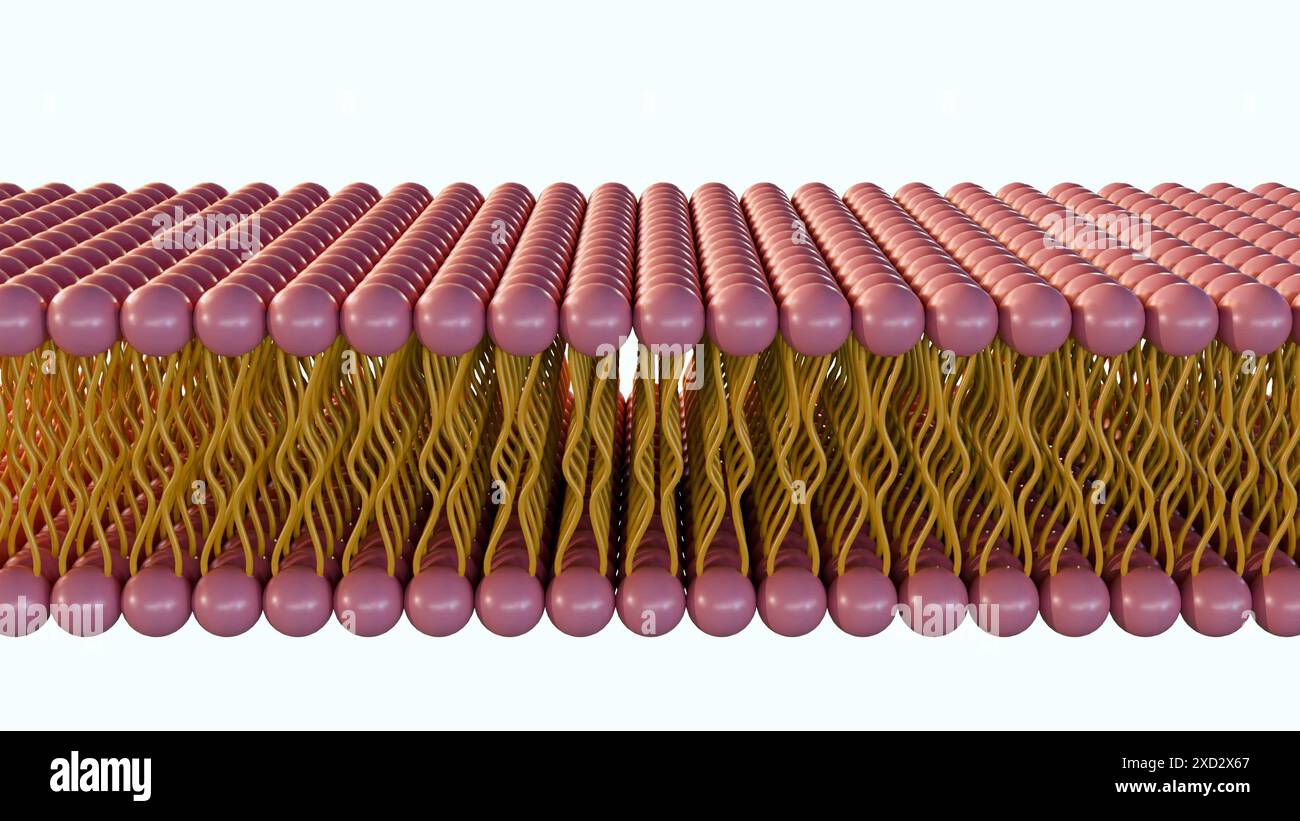 3d rendering of lipid monolayer is a type of cell membrane in which the lipids are arranged in a ...