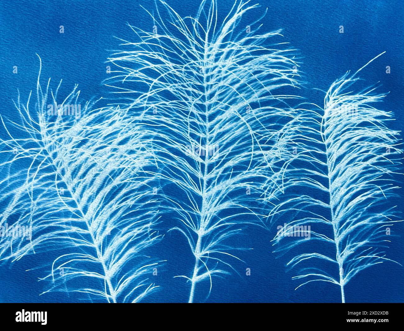 Dill grass in blue print background. Cyanotype illustration Stock Photo ...