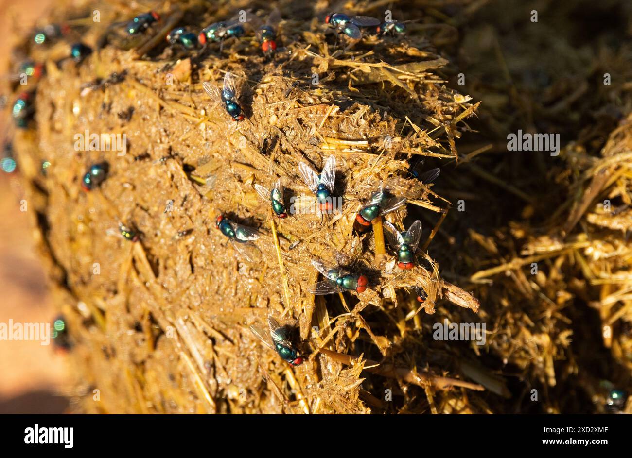 Banded Blowflies are members of the Greenbottle family. They quickly ...