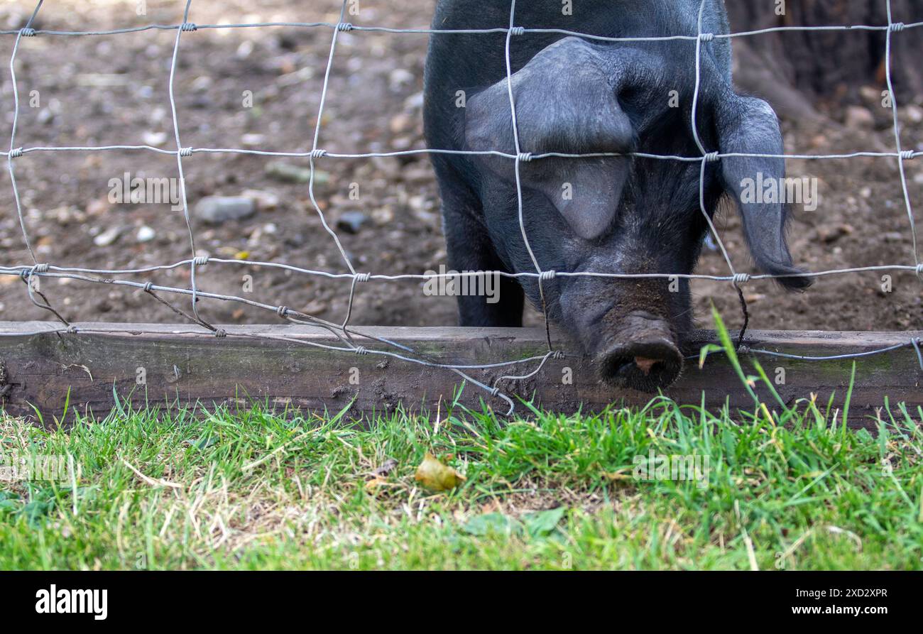 Large Black pig at Easton Farm Park Suffolk trying to get at something ...