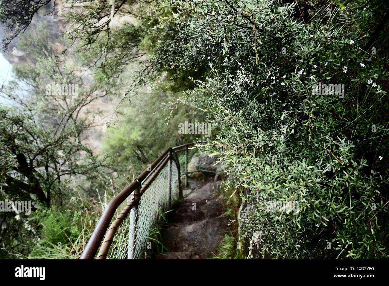 Trees and foliage along walking tracks at Echo Point, the Tree Sisters ...