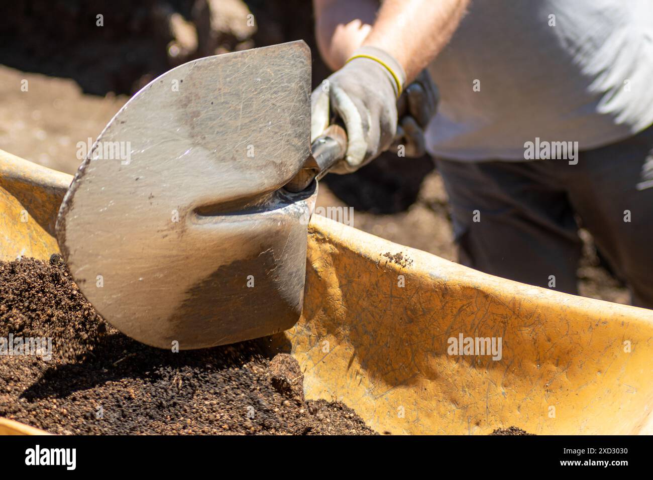 a man shoveling dirt into a wheelbarrow at an archaeological dig Stock ...