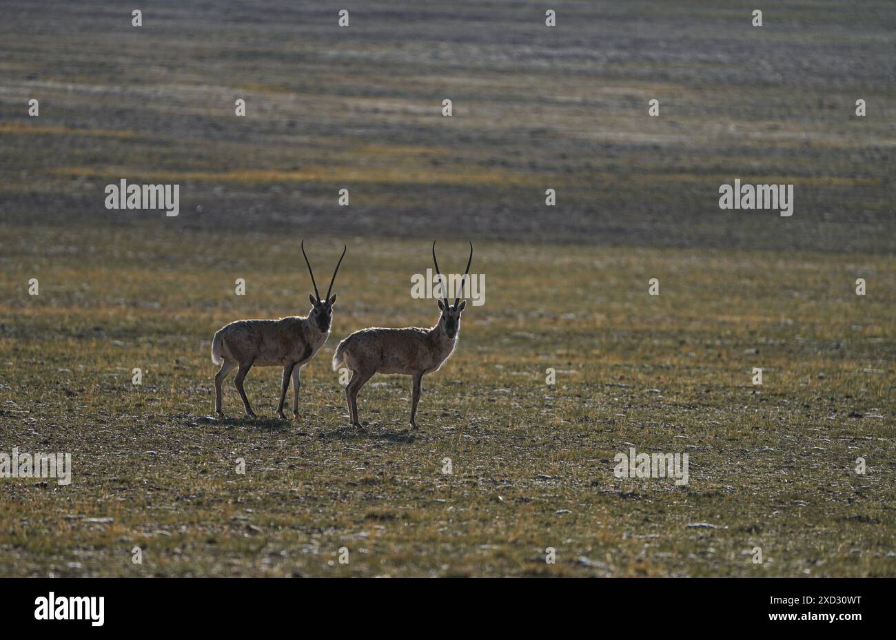 (240620) -- NAGQU, June 20, 2024 (Xinhua) -- Male Tibetan antelopes ...