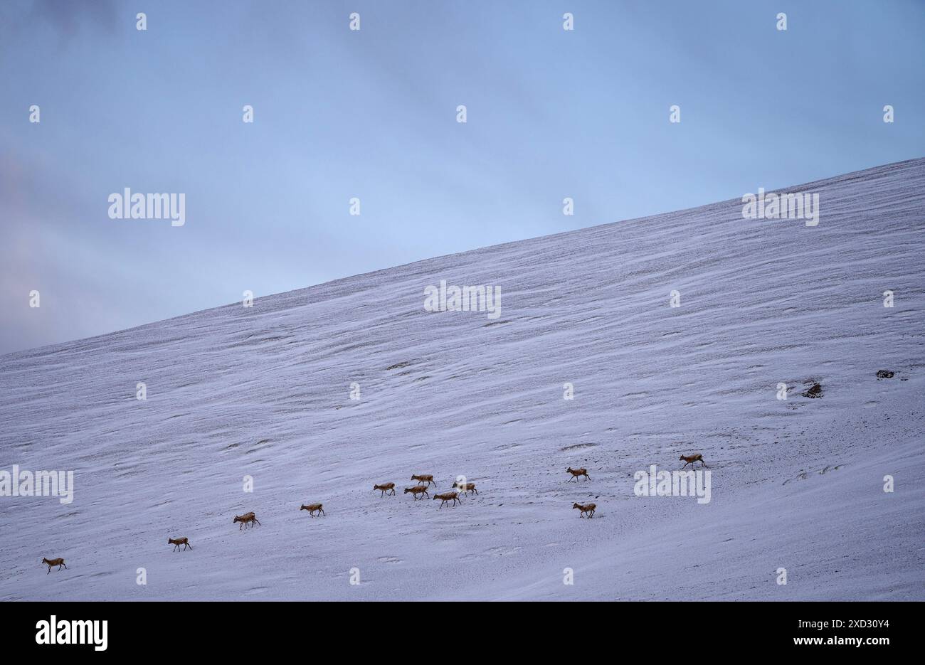 (240620) -- NAGQU, June 20, 2024 (Xinhua) -- Tibetan antelopes are on ...