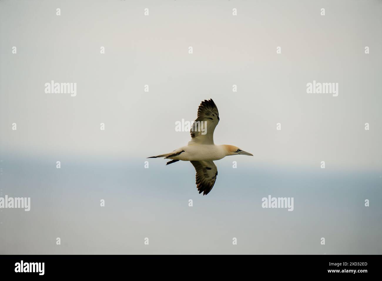 A Gannet bird, Morus Bassanus, flying above the sea at Bempton Cliffs ...