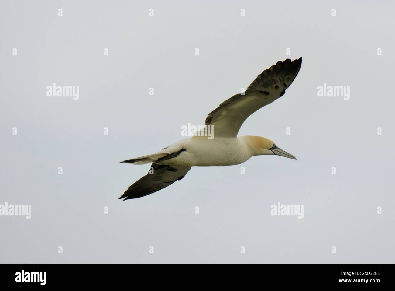 A Gannet bird, Morus Bassanus, flying above the sea at Bempton Cliffs ...