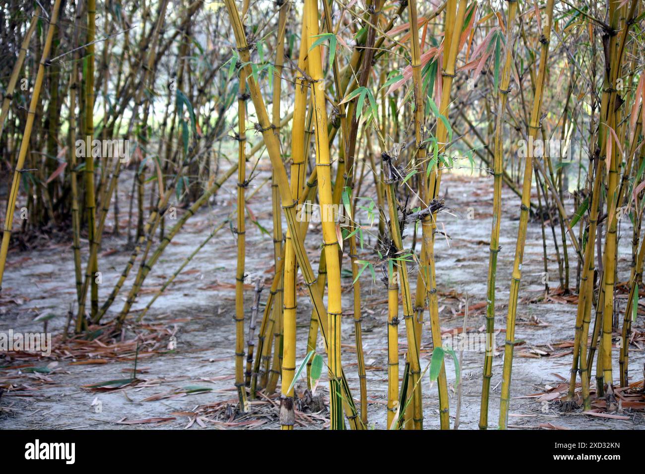 Painted Bamboo (Bambusa vulgaris) in an entertainment park : (pix ...
