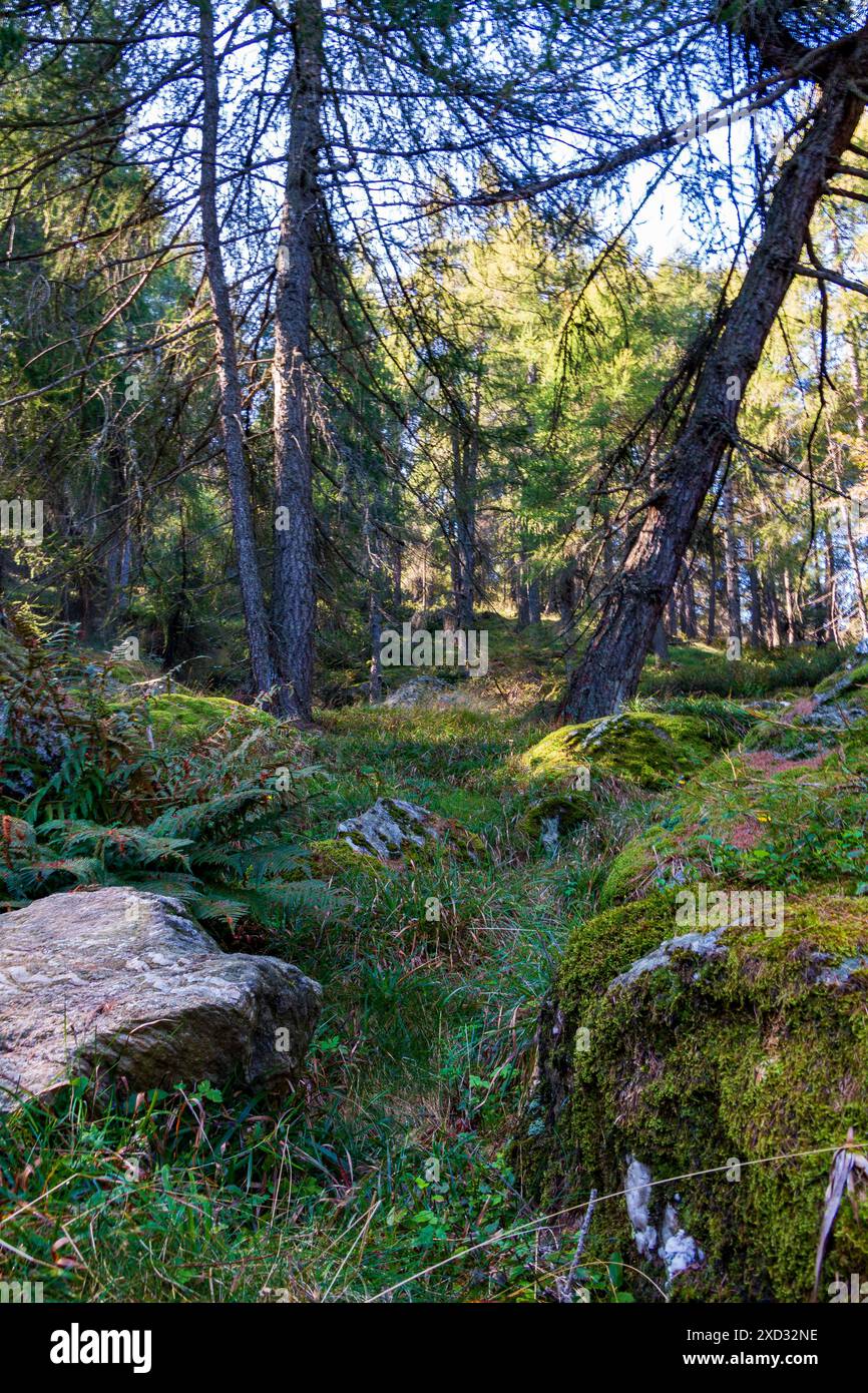 Magnificent woodland hi-res stock photography and images - Alamy