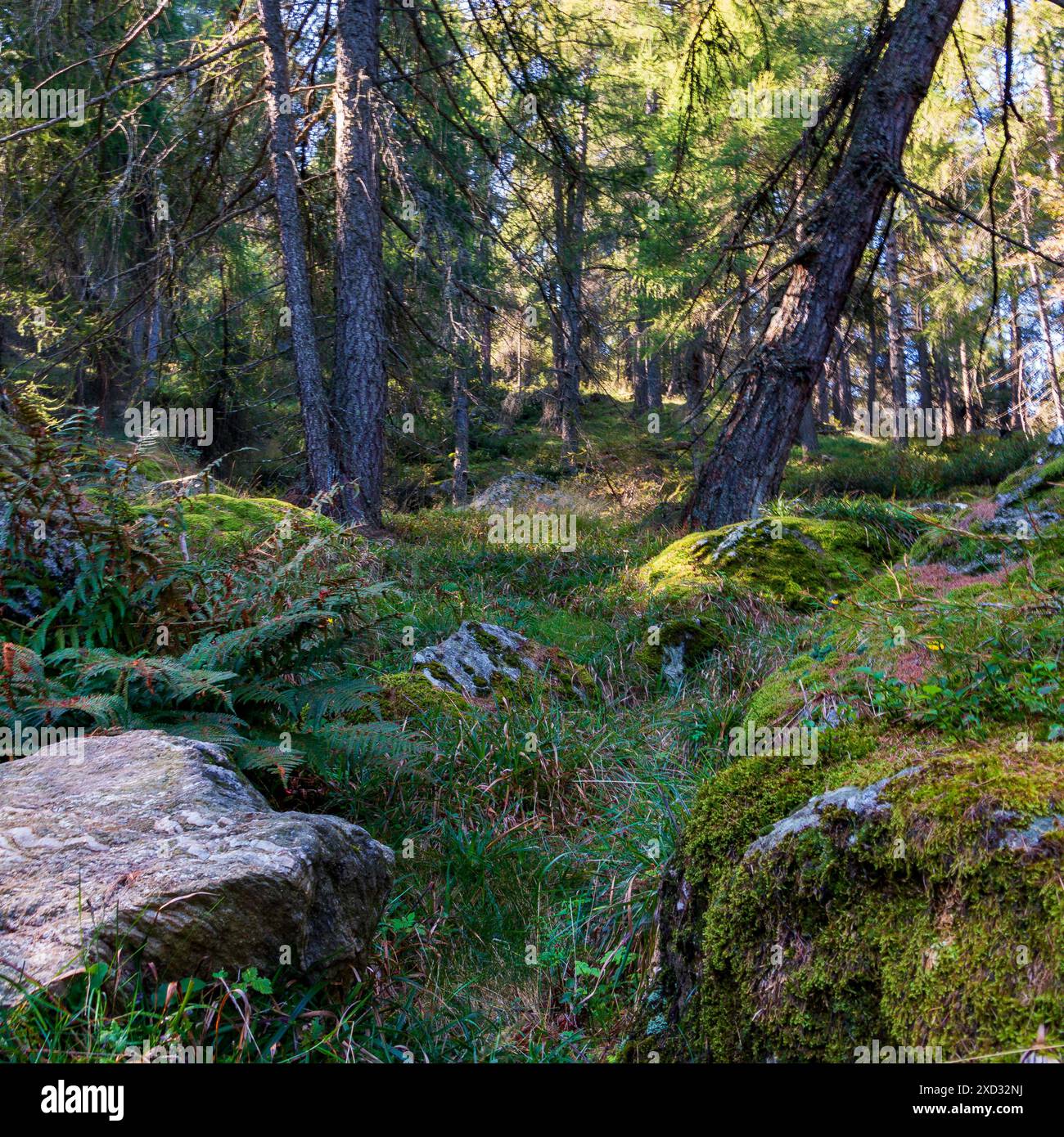 Lush magnificent hi-res stock photography and images - Alamy