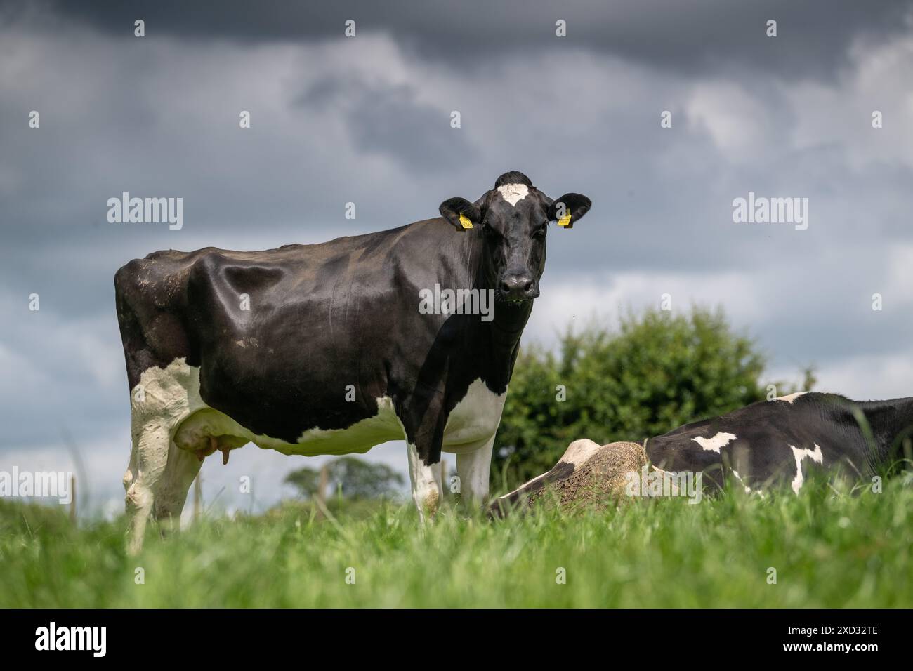 Farm animals holstein cow hi-res stock photography and images - Alamy