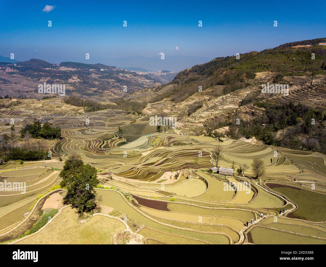 Aerial drone view of Yuanyang rice terrace at sunrise, Yunnan province ...