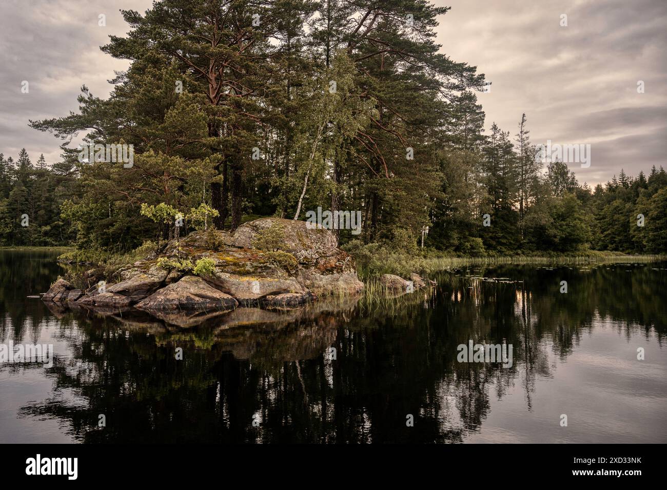 pine trees on a little island reflecting in the dark lake, Sweden, June ...
