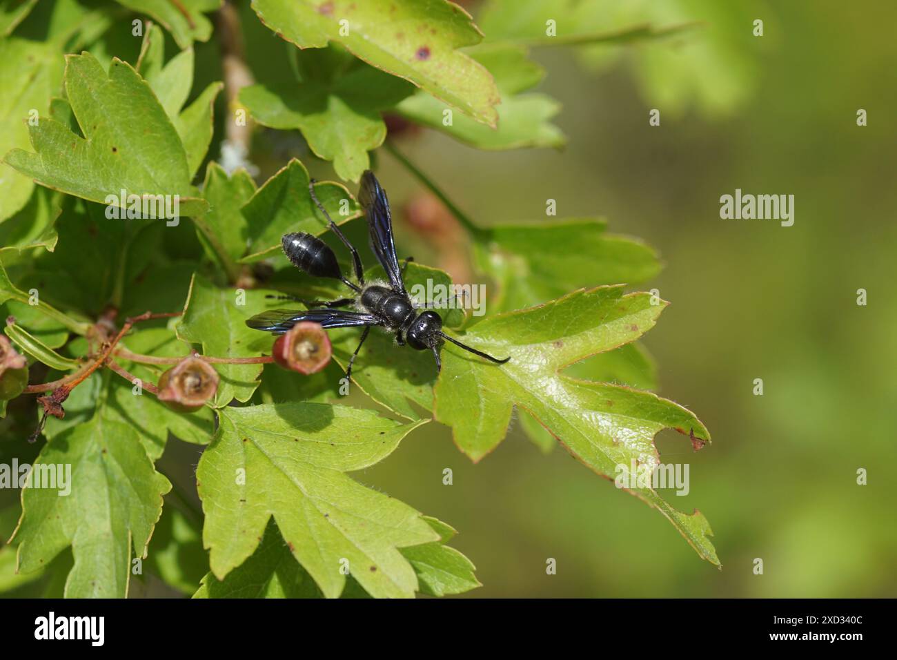Mexican grass-carrying wasp Isodontia mexicana, family Sphecidae on ...