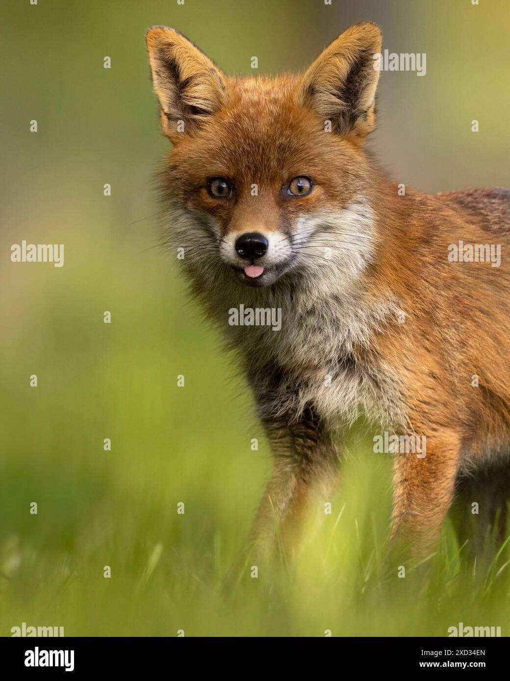 Cheeky Fox blowing a raspberry SURREY COMICAL images of a brazen red ...