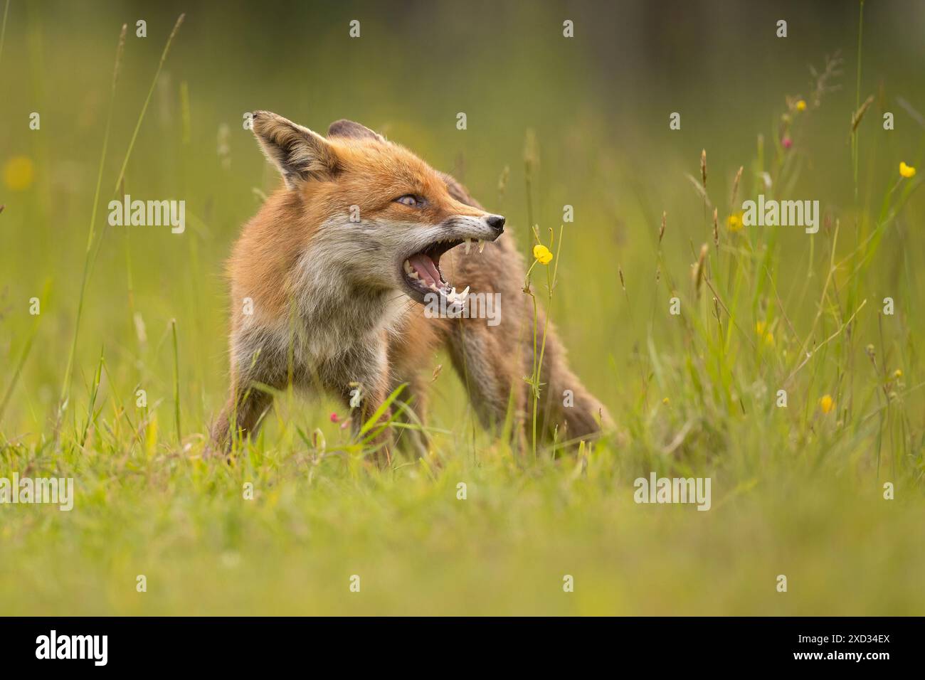 Hey look, someone is clicking my pictures SURREY COMICAL images of a ...