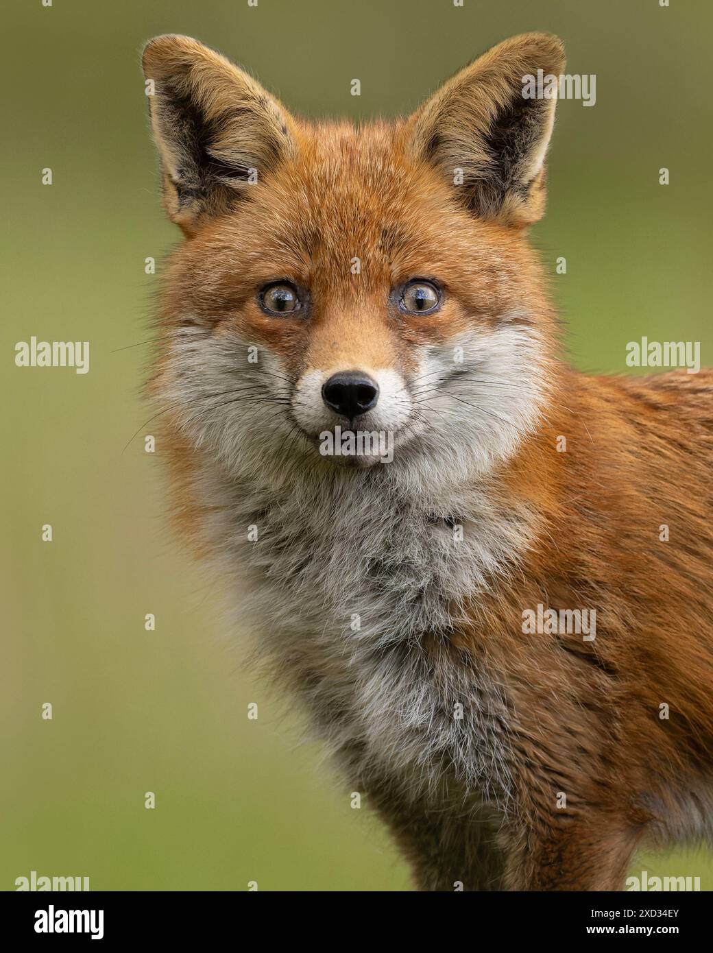 Beautiful red fox SURREY COMICAL images of a brazen red fox blowing a ...