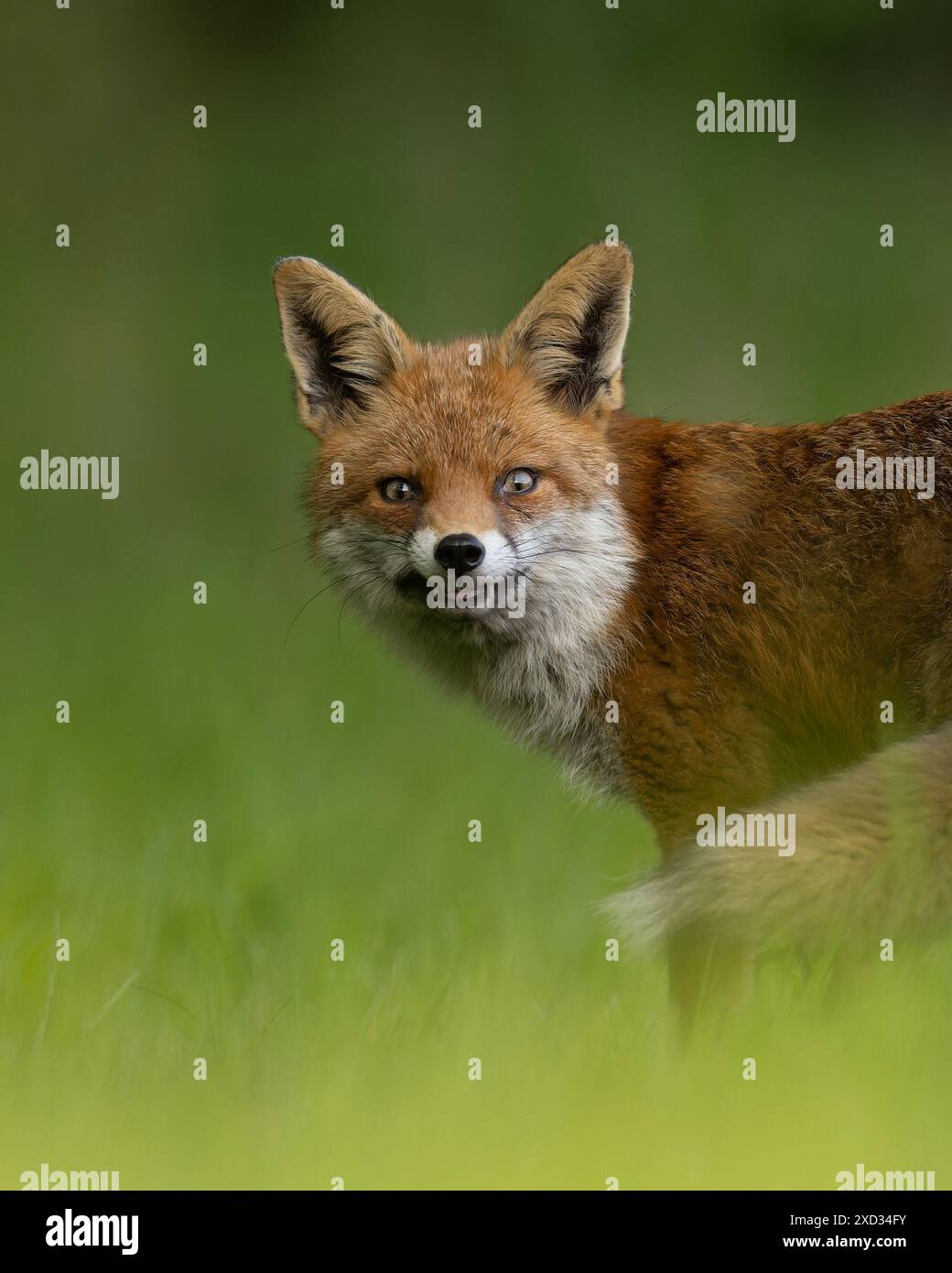 They can survive in most habitats. SURREY COMICAL images of a brazen ...